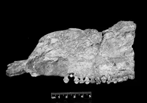 Armored Dinosaur Gallery of Photo Prints and Gifts