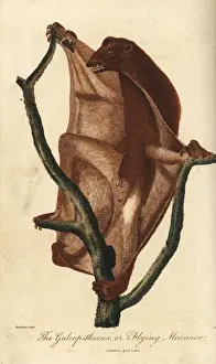 Philippine Flying Lemur (Cynocephalidae, Mammals)