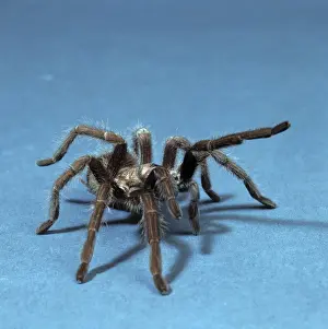 Haitian Brown Tarantula (Spiders, Insects, Animals) Gallery