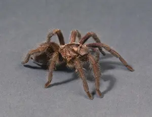 Haitian Brown Tarantula Art Prints, Posters & Puzzles