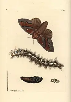 Lappet Moth Art Prints, Posters & Puzzles