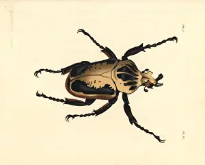 Goliathus Art Prints, Posters & Puzzles