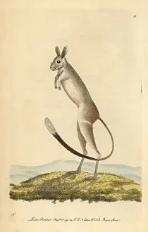 Siberian Jerboa (Dipodidae, Mammals, Animals) Collection