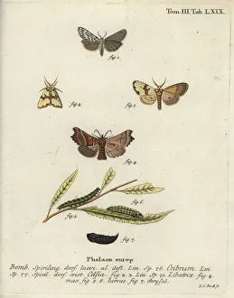 Lappet Moth (Butterflies, Insects, Animals) Collection