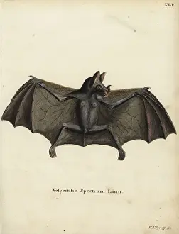 Spectral Bat Art Prints, Posters & Puzzles