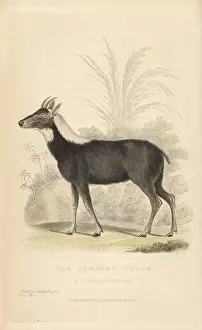 Sumatran Serow Art Prints, Posters & Puzzles