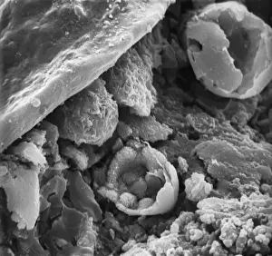 Scanning Electron Microscope Image