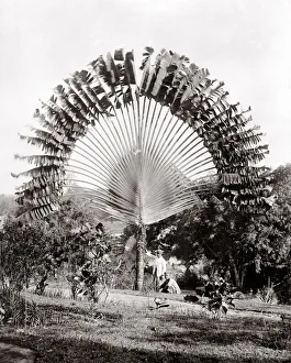 Madagascariensis (Hippopotamidae, Mammals)