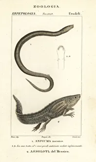 Two-Toed Amphiuma (Amphiumas, Salamanders, Amphibians)