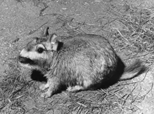 Plains Viscacha Art Prints, Posters & Puzzles
