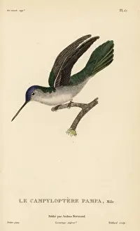 Wedge Tailed Sabrewing (Hummingbirds, Apodiformes, Birds)