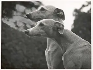 Whippet (Hound, Dogs Domestic, Mammals, Animals) Collection