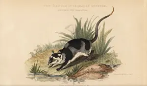 Water Opossum Art Prints, Posters & Puzzles
