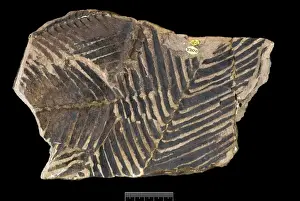 Bennettitales Collection of Photo Prints and Gifts