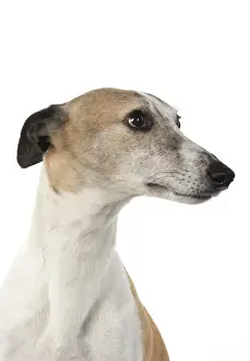 Whippet (Hound, Dogs Domestic, Mammals, Animals) Collection
