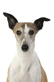 Whippet (Hound, Dogs Domestic, Mammals, Animals) Collection