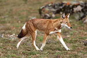 Ethiopian Wolf (Dogs Wild, Mammals, Animals) Collection