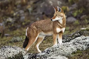 Ethiopian Wolf Art Prints, Posters & Puzzles