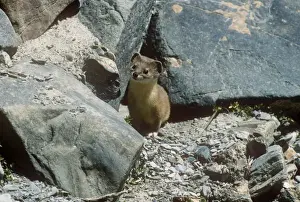 Altai Weasel (Mustelidae, Mammals, Animals) Collection