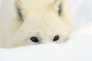 Arctic Gray Wolf Collection of Photo Prints and Gifts