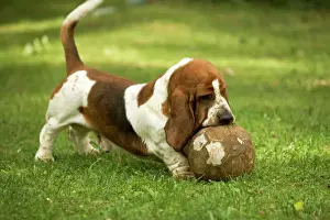 Basset Hound (Hound, Dogs Domestic)