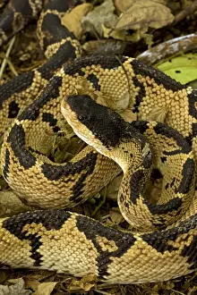 Bushmaster (Snakes, Reptiles, Animals) Collection Our beautiful ...