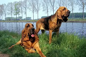 Bloodhound (Hound, Dogs Domestic, Mammals)
