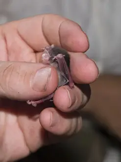 Hog-nosed Bat (Craseonycteridae, Mammals)
