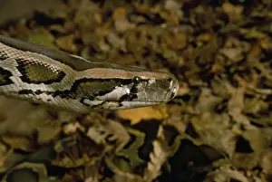 Burmese Python Art Prints, Posters & Puzzles