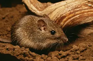 California Mouse Art Prints, Posters & Puzzles