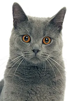 Chartreux (Cats Domestic, Mammals, Animals) Collection