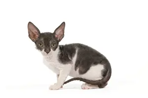 Cornish Rex Prints