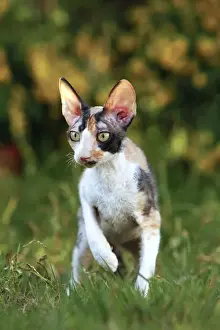 Cornish Rex Art Prints, Posters & Puzzles