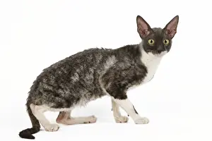Cornish Rex Prints