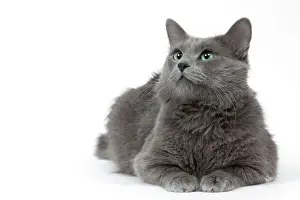 Nebelung (Cats Domestic, Mammals, Animals) Collection