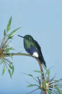 Colorful Puffleg (Hummingbirds)