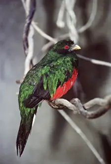 Crested Quetzal (Trogons, Birds, Animals) Collection