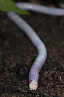 Blind Lizards (Lizards, Reptiles, Animals) Gallery