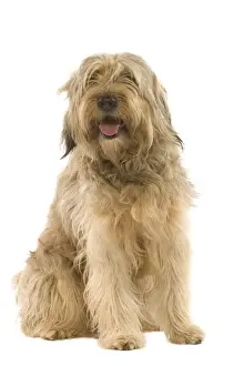 Catalan Sheepdog (Pastoral, Dogs Domestic, Mammals)