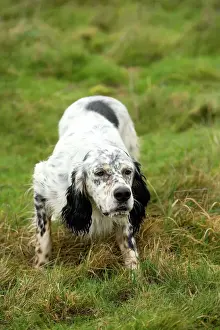 English Setter Art Prints, Posters & Puzzles