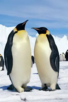 Emperor Penguin Art Prints, Posters & Puzzles