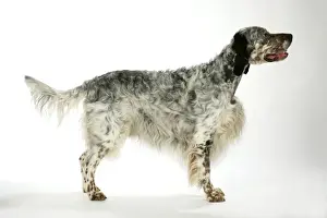 English Setter Art Prints, Posters & Puzzles