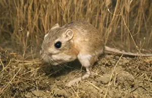 Giant Kangaroo Rat (Heteromyidae, Mammals)