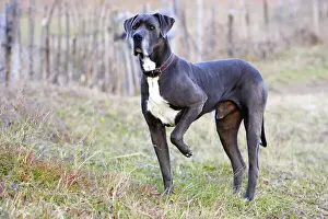 Great Dane Art Prints, Posters & Puzzles