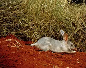 Bilby Art Prints, Posters & Puzzles