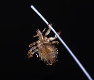 Hog Louse (Louses, Insects, Animals) Collection For sale as Framed ...