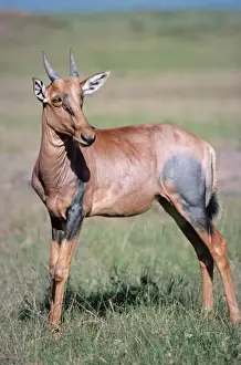 Damaliscus korrigum (Bovidae, Mammals, Animals) Collection