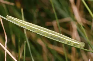Large Heath (Butterflies, Insects, Animals) Collection