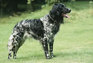 Large Munsterlander (Gundog, Dogs Domestic, Mammals)