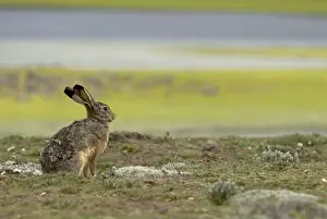 Ethiopian Highland Hare (Leporidae, Mammals)